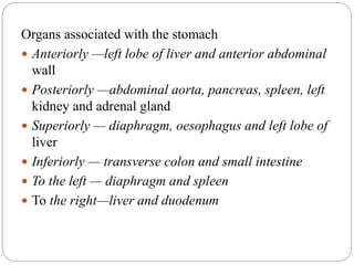 Stomach | PPTX