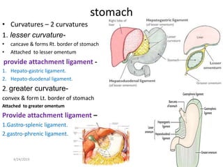 Stomach | PPTX