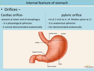 Cardiac Orifice