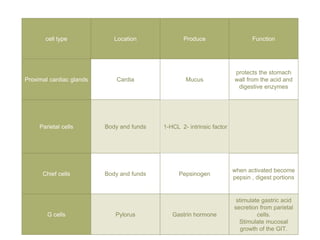 Stomach | PPTX