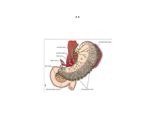 Stomach | PPTX