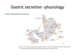 Stomach | PPTX