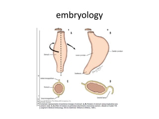 Stomach | PPTX