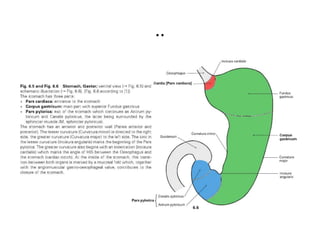 Stomach | PPTX