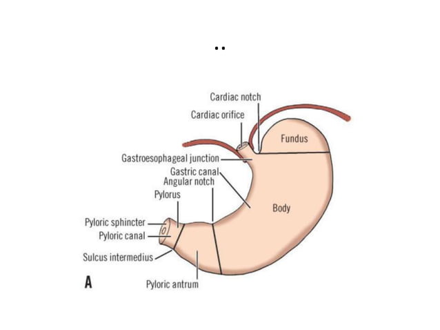 Stomach | PPT | Free Download