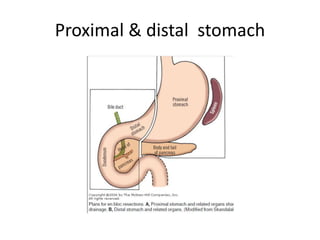 Proximal Vs Distal Stomach