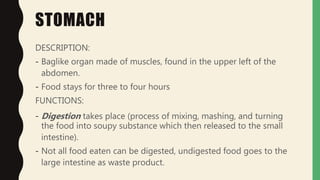 Stomach | PPTX