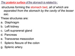 Stomach | PPTX