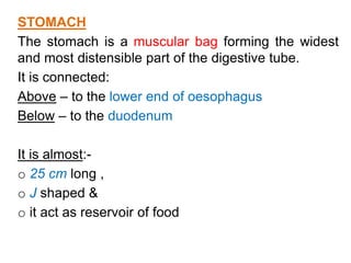 Stomach | PPTX