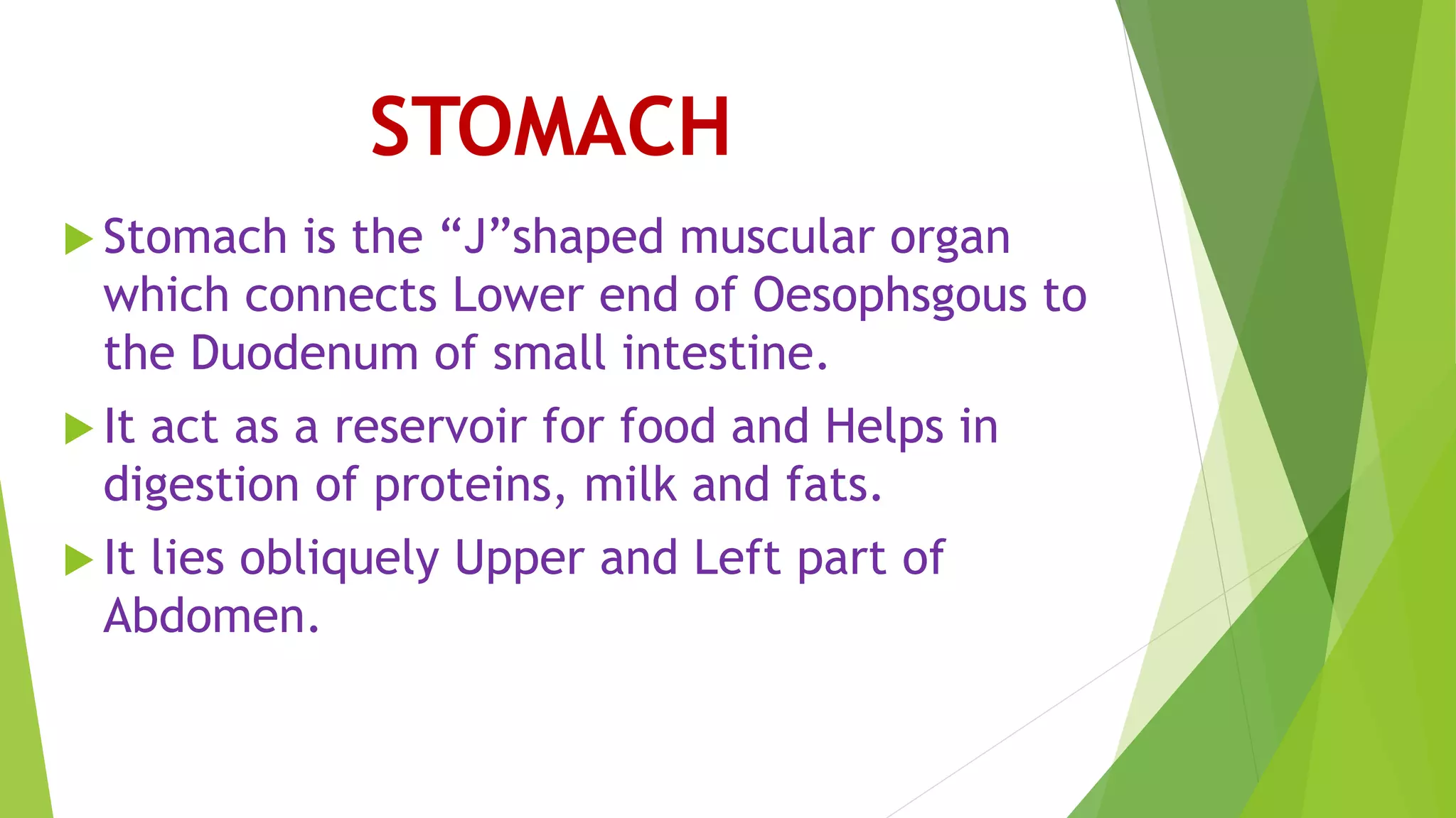 Anatomy of Stomach | PPTX