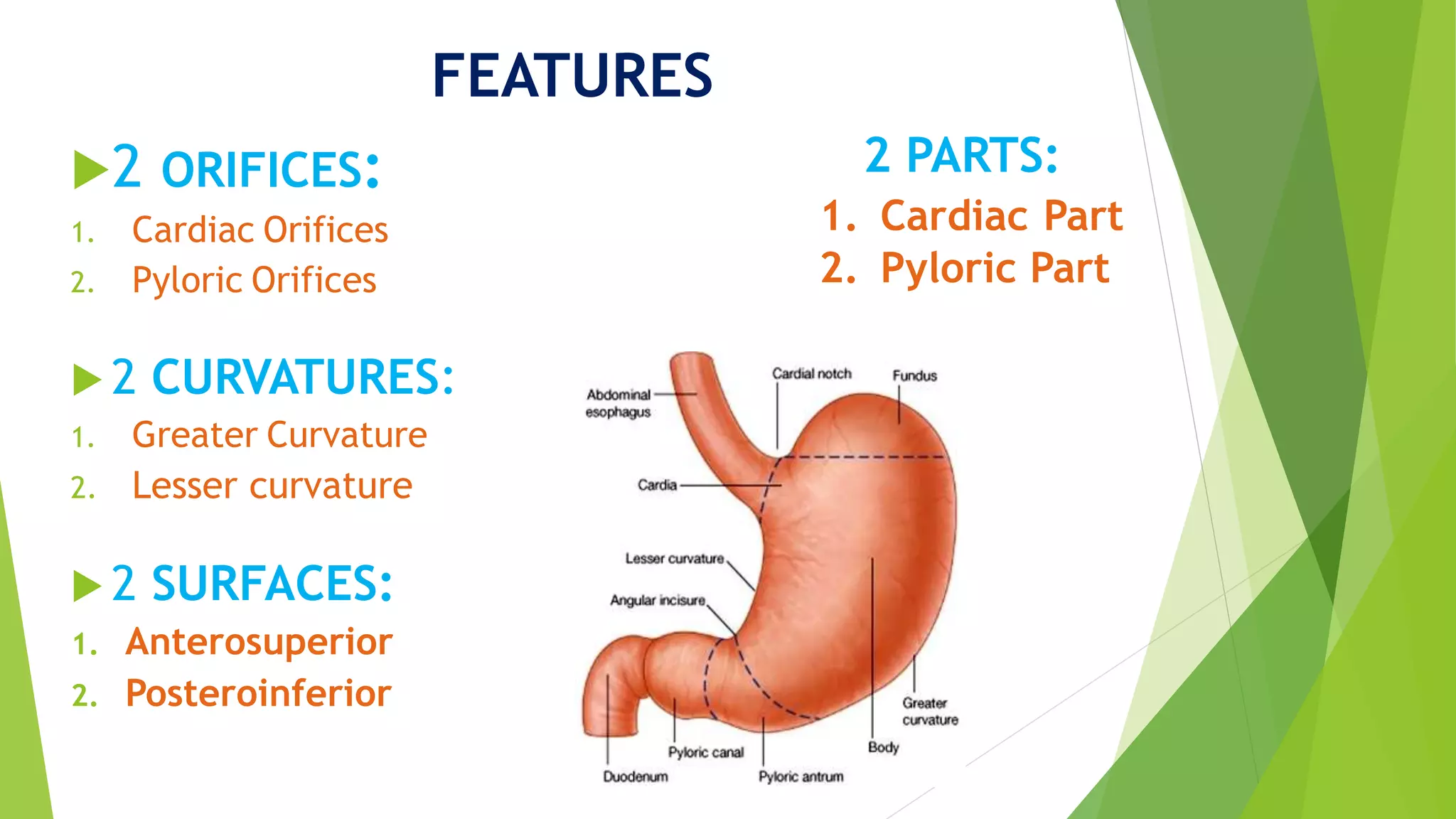 Anatomy of Stomach | PPTX