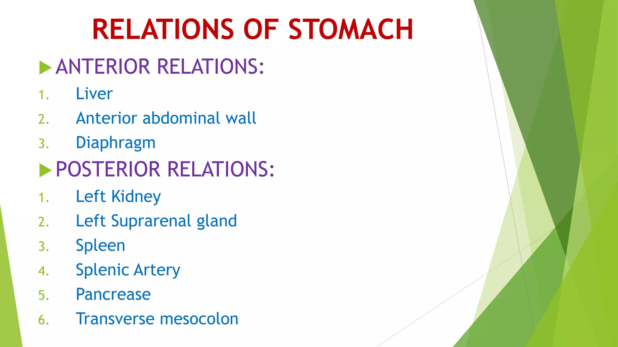 Anatomy of Stomach | PPTX
