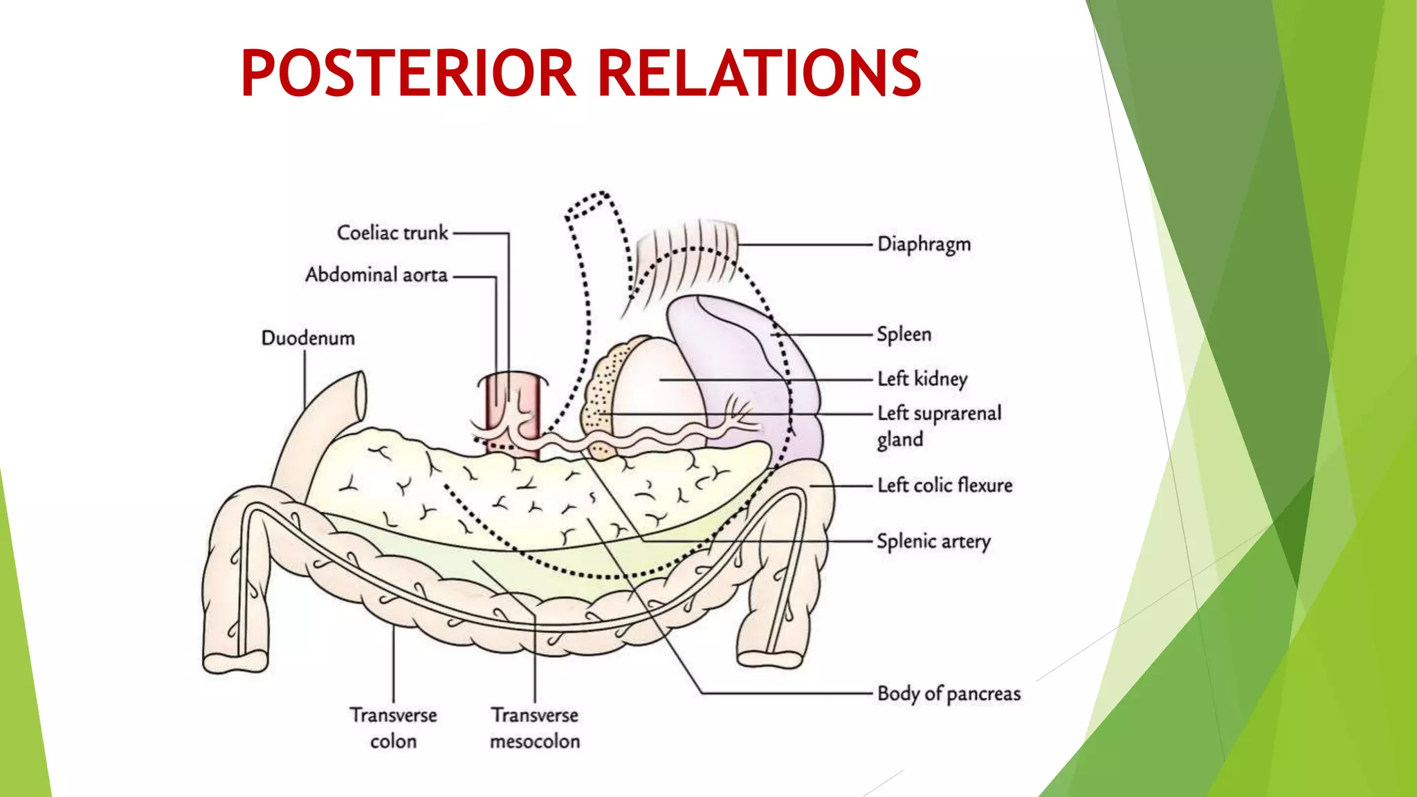Anatomy of Stomach | PPTX