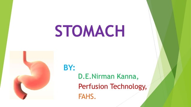 Anatomy of Stomach | PPTX