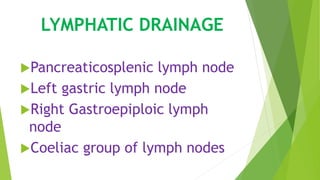 Anatomy of Stomach | PPTX