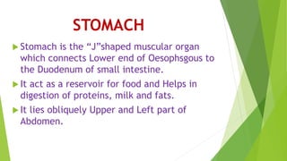Anatomy of Stomach | PPTX