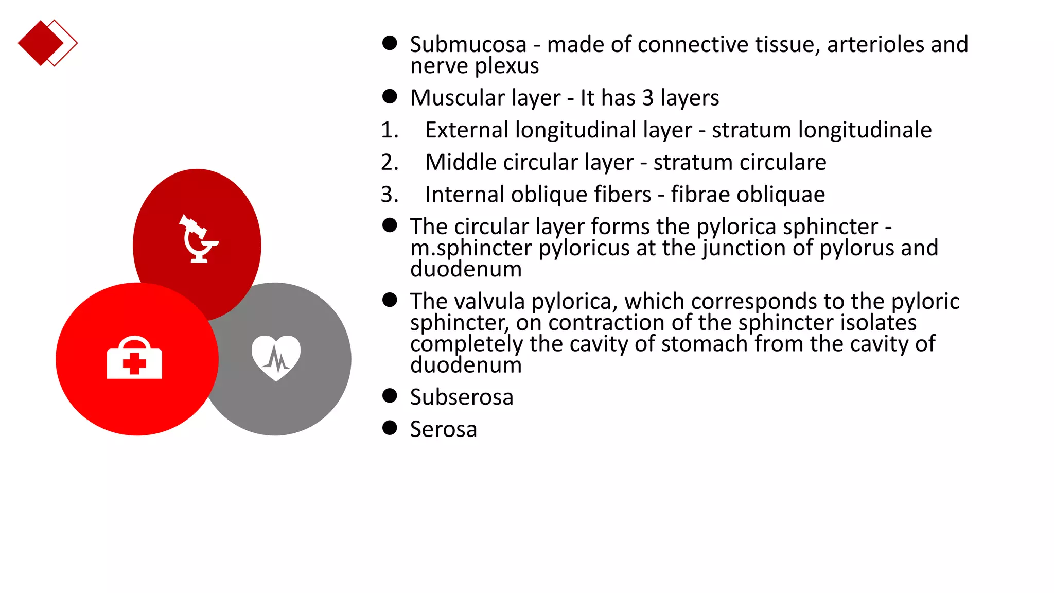 Anatomy of stomach by Neha Diwan | PPT Anatomy of stomach by Neha Diwan | PPT