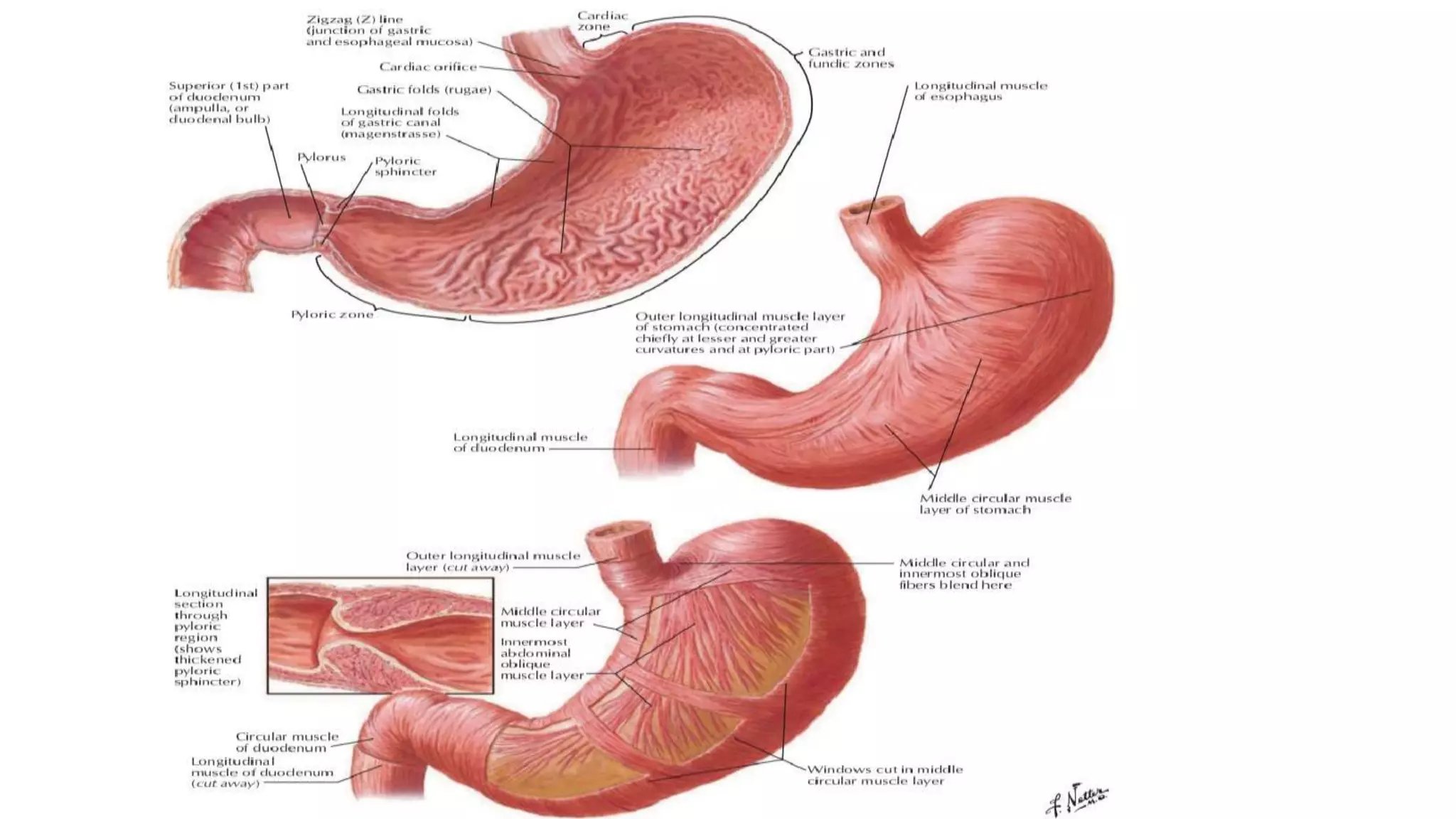 Anatomy of stomach by Neha Diwan | PPT Anatomy of stomach by Neha Diwan | PPT