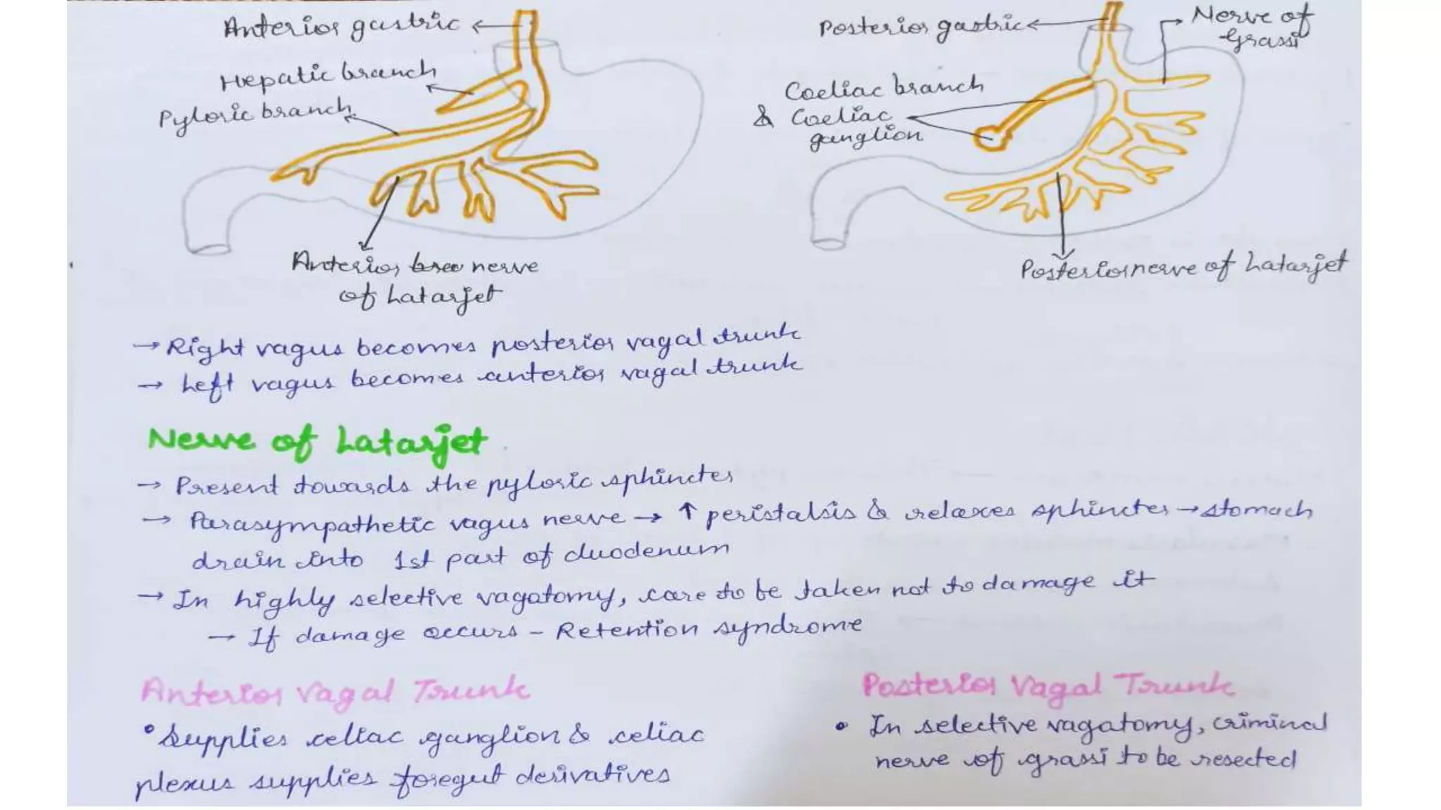 Anatomy of stomach by Neha Diwan | PPTX