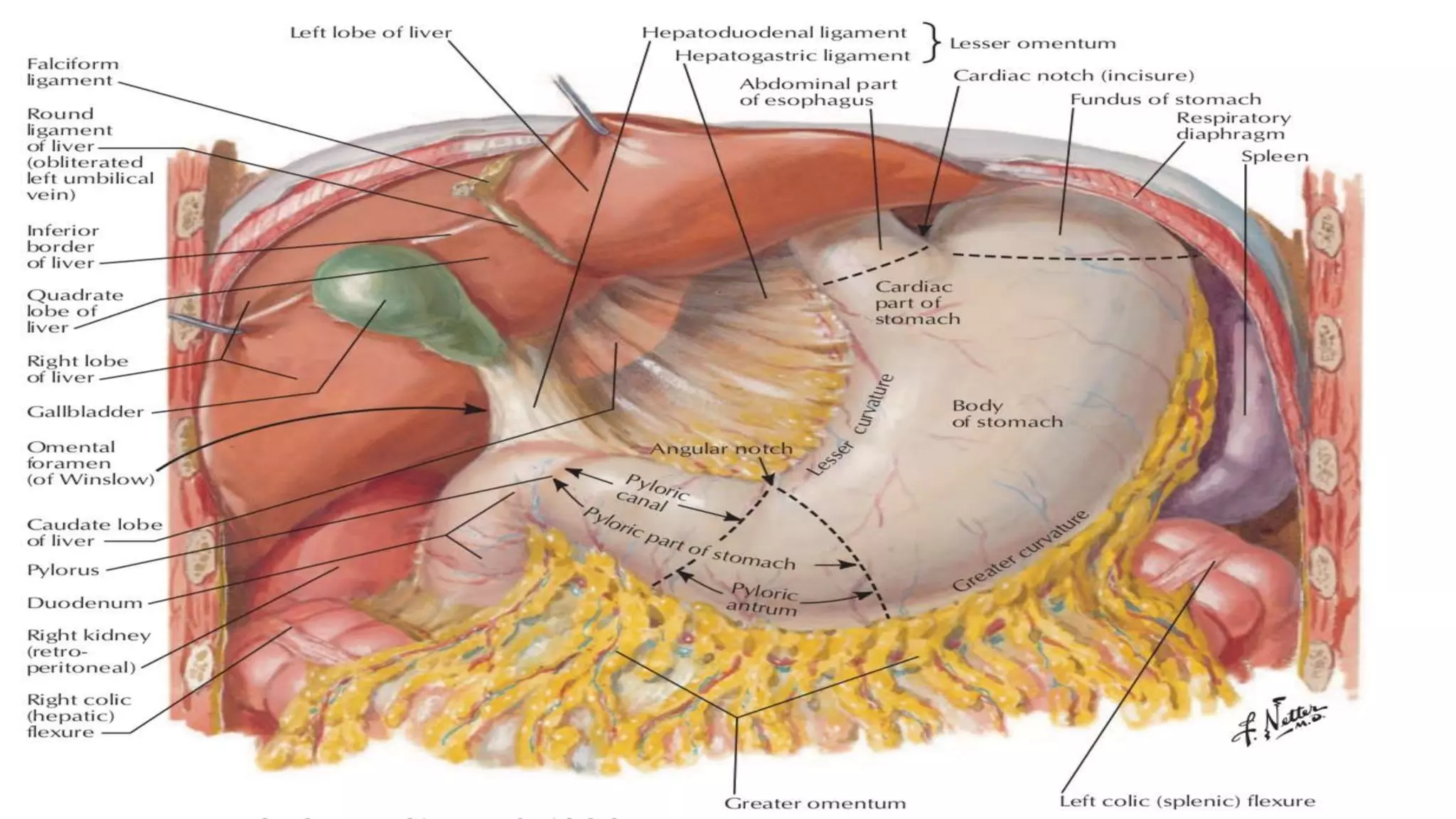 Anatomy of stomach by Neha Diwan | PPT Anatomy of stomach by Neha Diwan | PPT