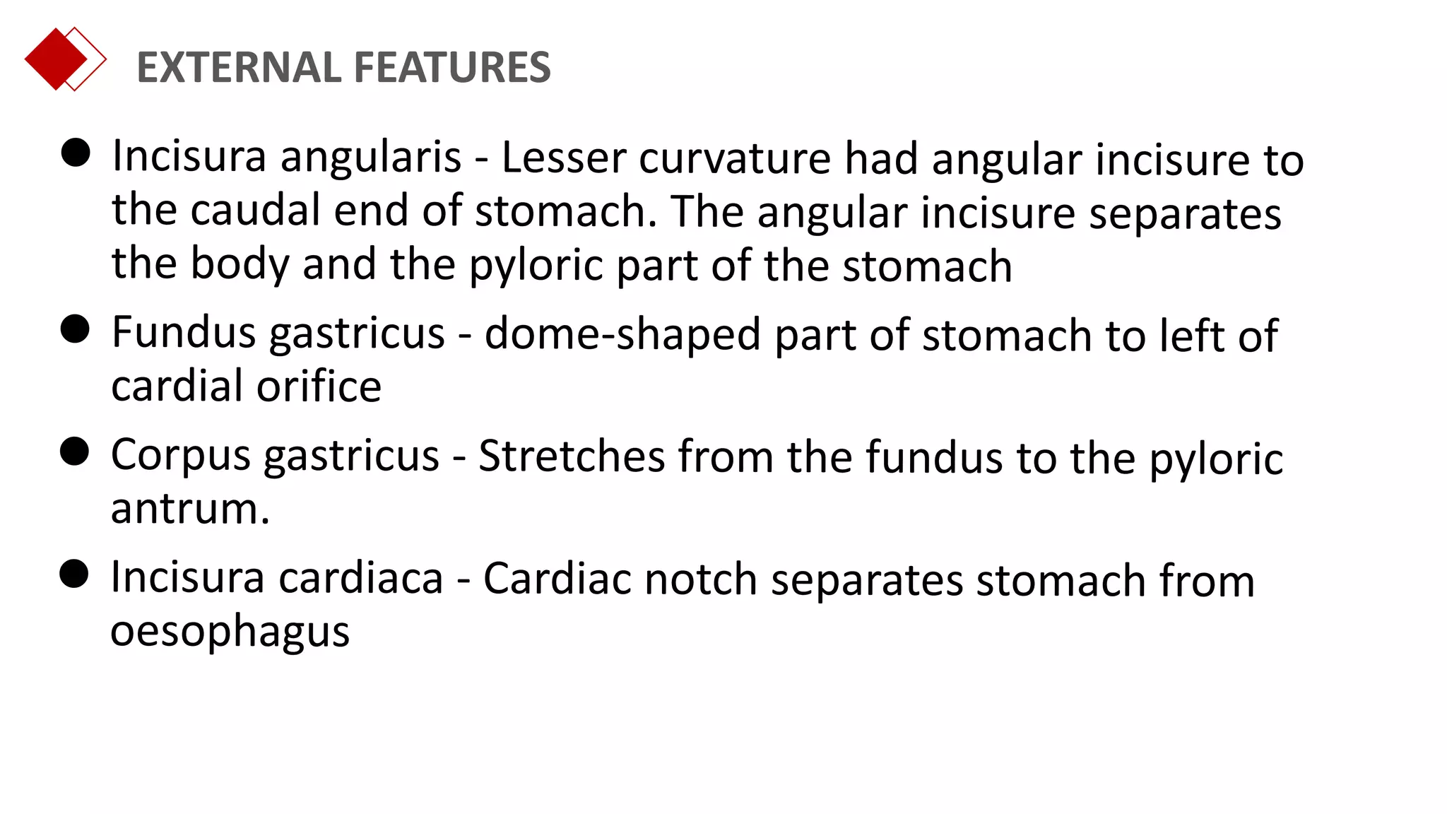 Anatomy of stomach by Neha Diwan | PPTX