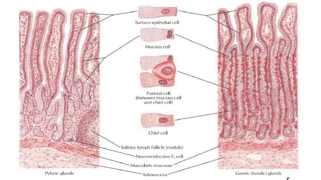 Anatomy of stomach by Neha Diwan | PPT Anatomy of stomach by Neha Diwan | PPT
