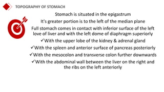 Anatomy of stomach by Neha Diwan | PPTX