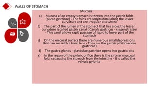 Anatomy of stomach by Neha Diwan | PPT