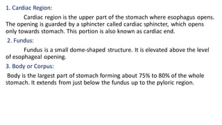 STOMACH.pdf