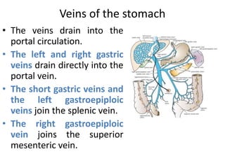 Stomach.pdf