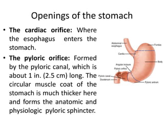 Stomach.pdf