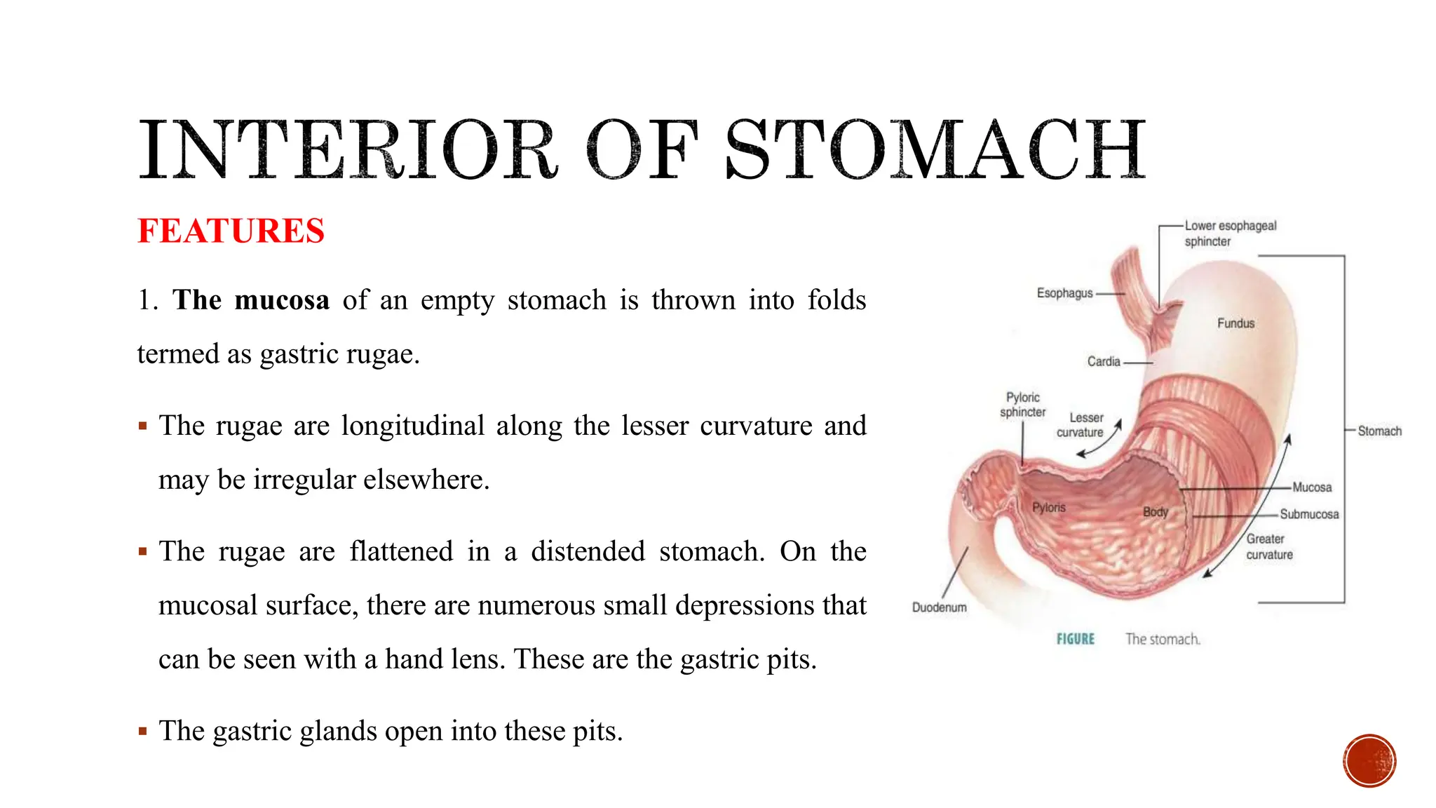 Stomach | PPTX