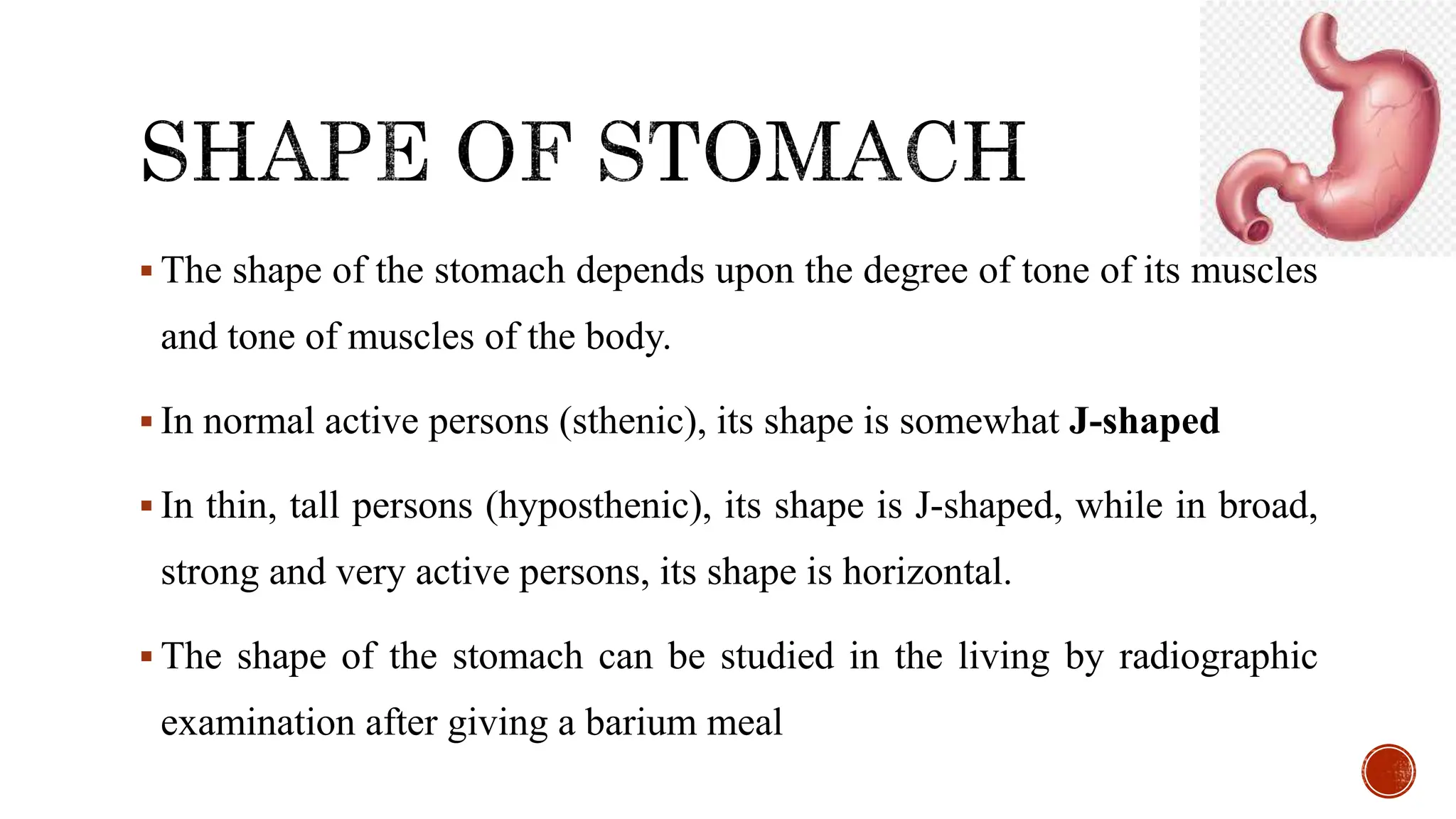 Stomach | PPTX