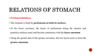 Stomach | PPTX