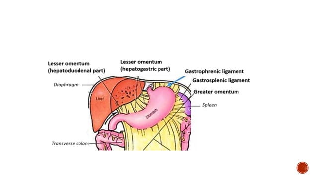 Stomach | PPTX