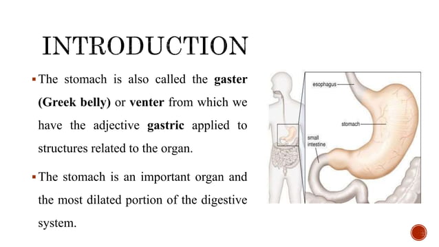 Stomach | PPTX