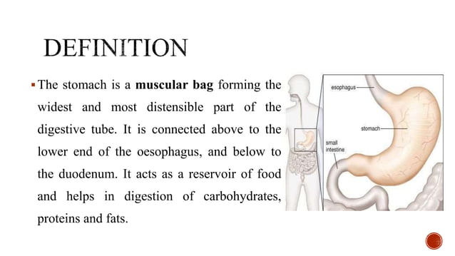 Stomach | PPTX