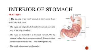 Stomach | PPTX