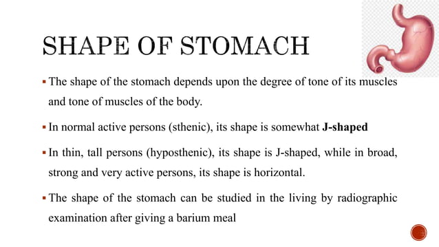 Stomach | PPTX