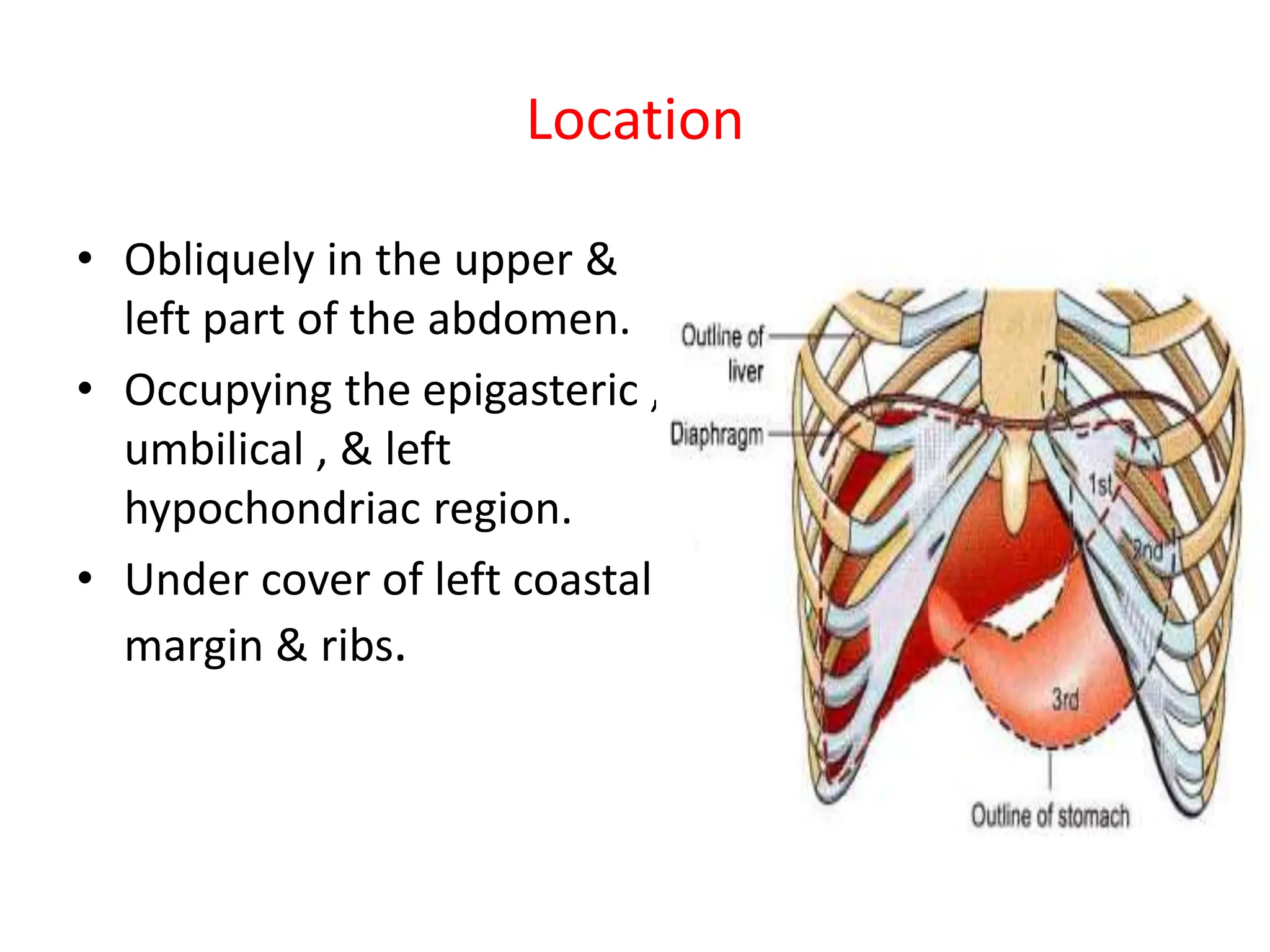 general features and microstructure of stomach ppt | PPT