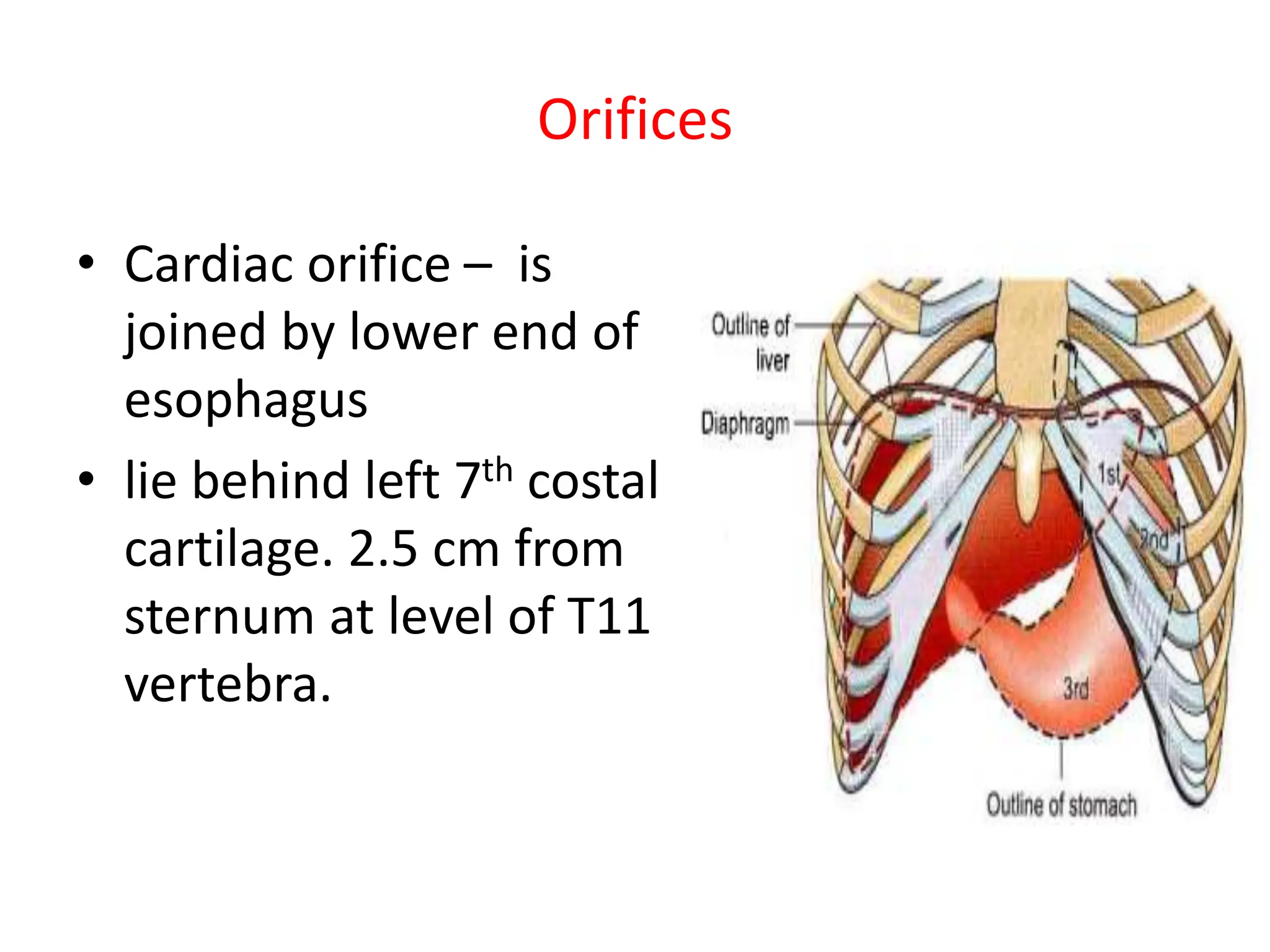 general features and microstructure of stomach ppt | PPT