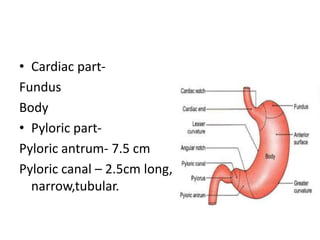 general features and microstructure of stomach ppt | PPT
