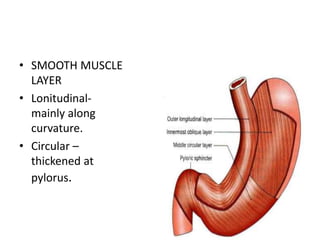 general features and microstructure of stomach ppt | PPTX