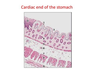 general features and microstructure of stomach ppt | PPT