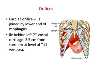 general features and microstructure of stomach ppt | PPT