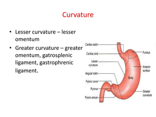 general features and microstructure of stomach ppt | PPTX