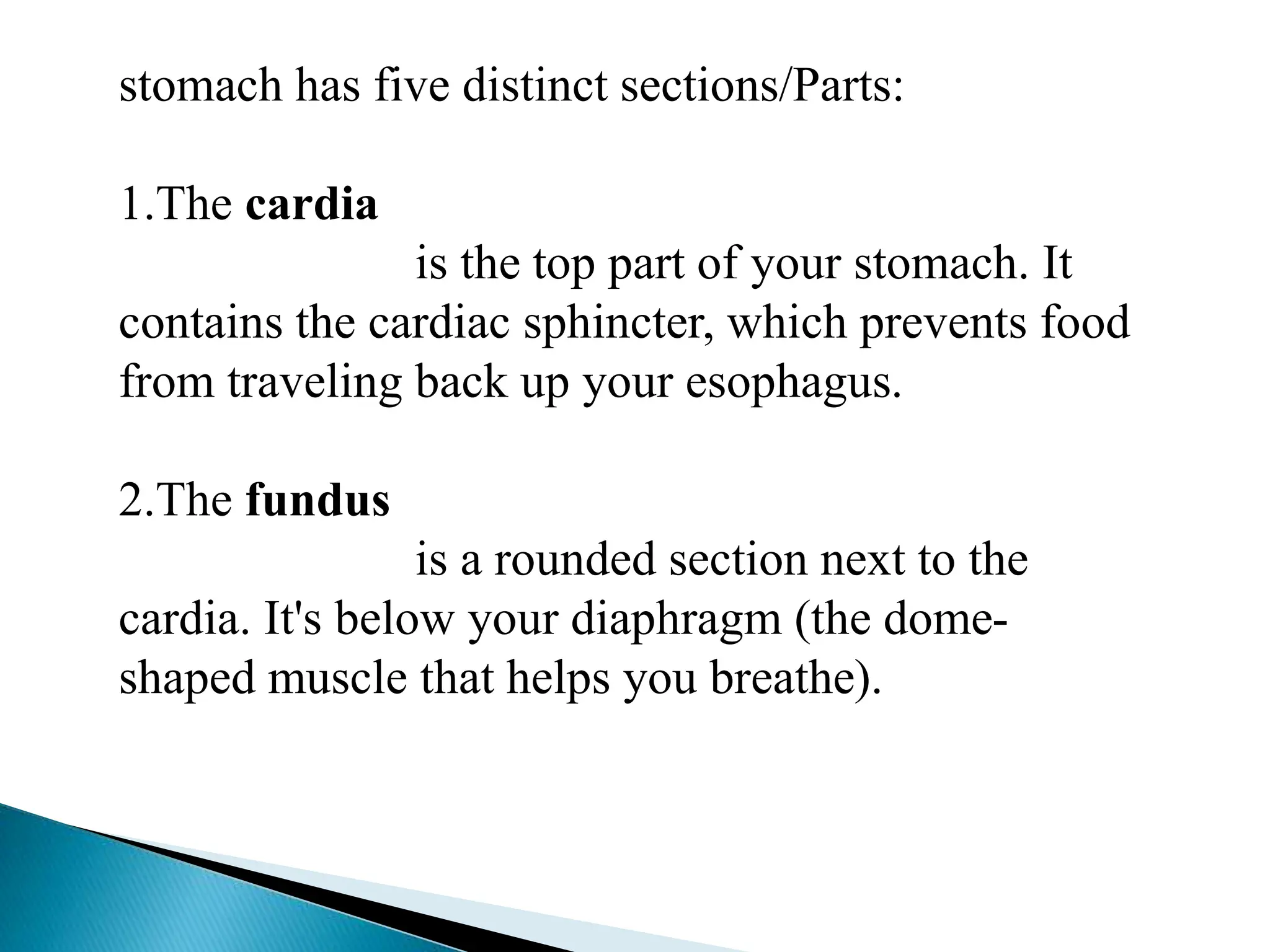 STOMACH. Anatomy and physiology. PPT pptx | PPTX