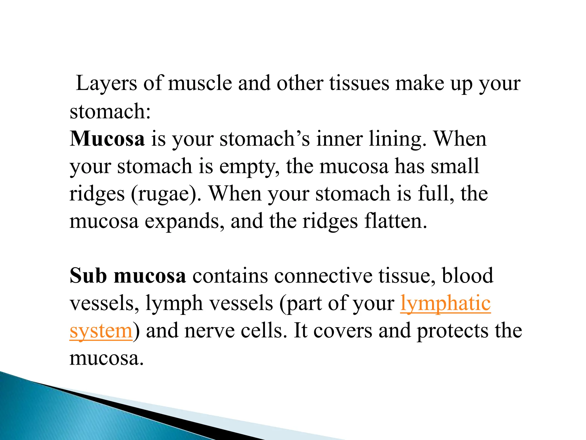 STOMACH. Anatomy and physiology. PPT pptx | PPTX