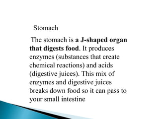 STOMACH. Anatomy and physiology. PPT pptx | PPTX