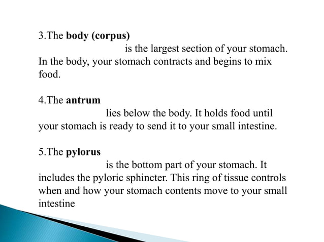 STOMACH. Anatomy and physiology. PPT pptx | PPTX
